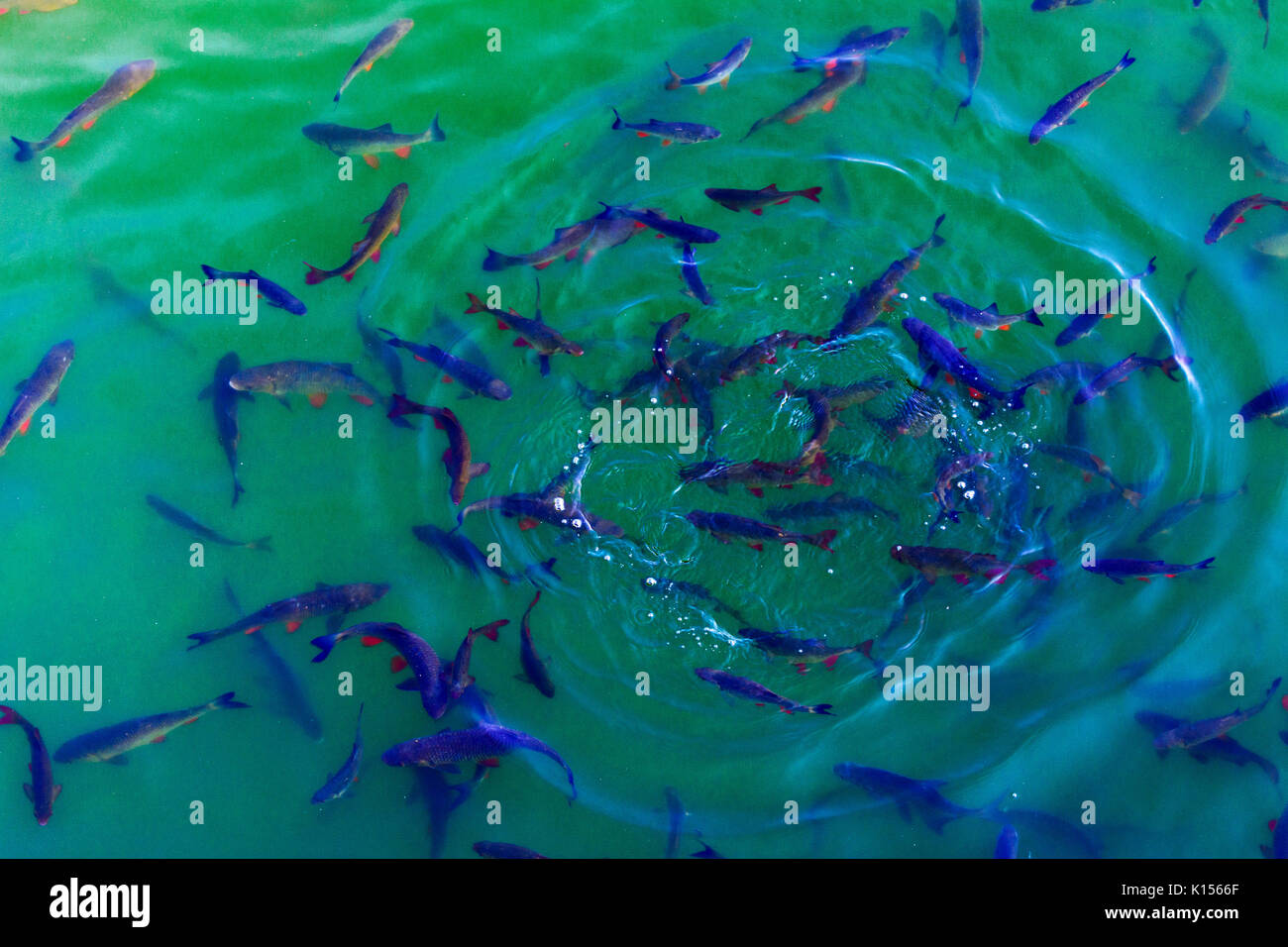 Fish catfish and ide live in ponds to cool the Chernobyl nuclear power ...
