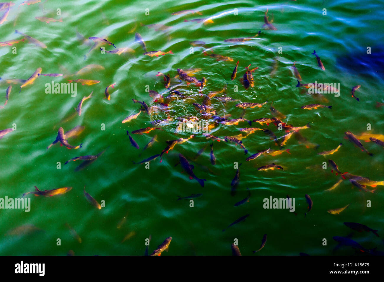 Chernobyl Disaster Fish