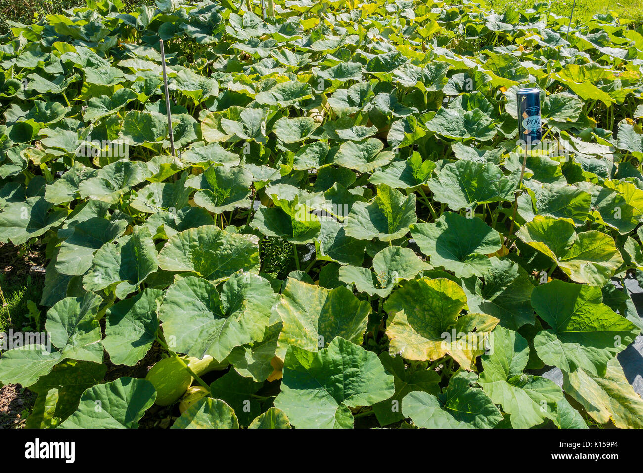 Butternut Squash,Crop,Allotment,Grow Your Own,Vegetables Stock Photo ...
