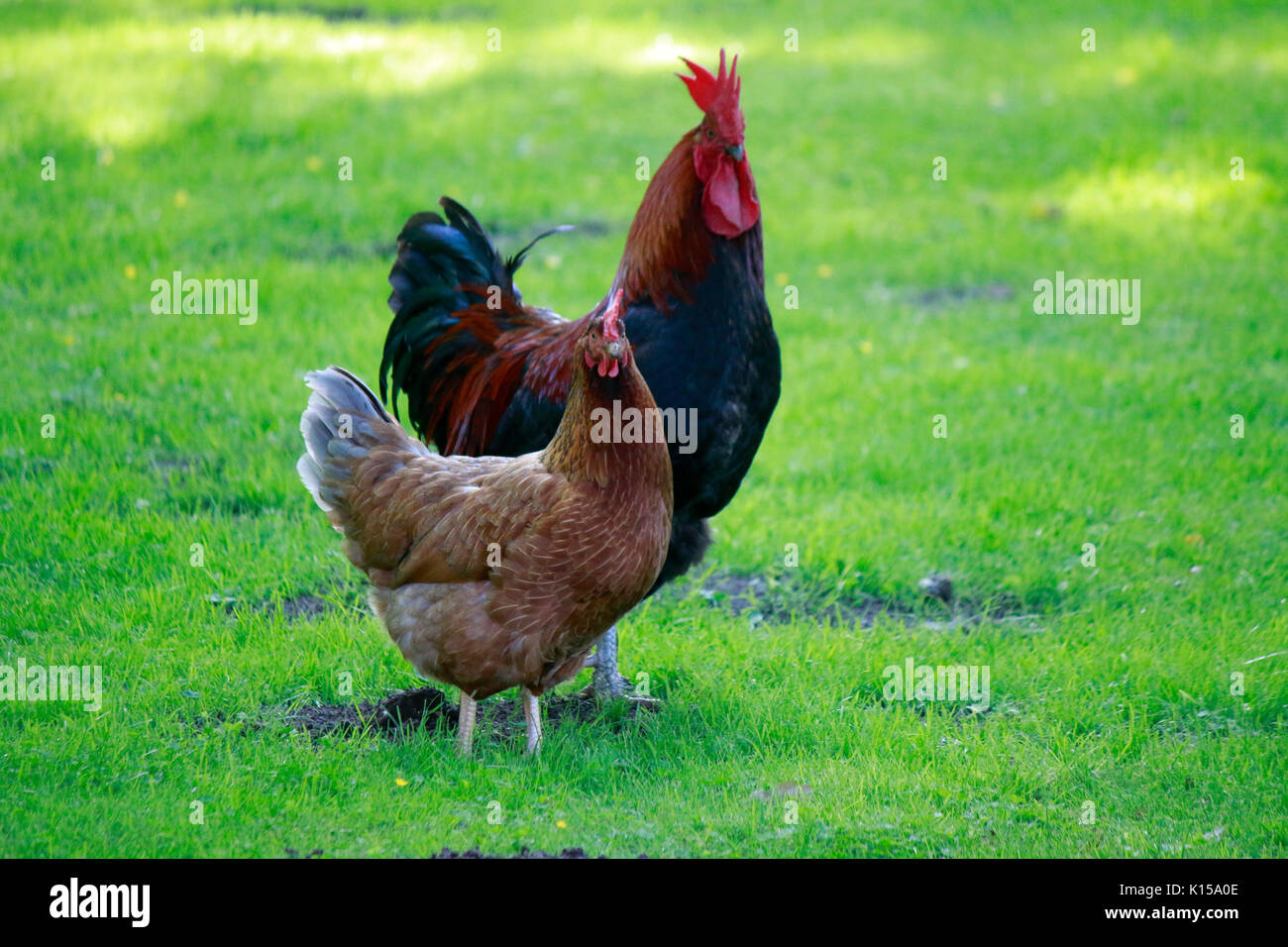 Huehner hi-res stock photography and images - Alamy