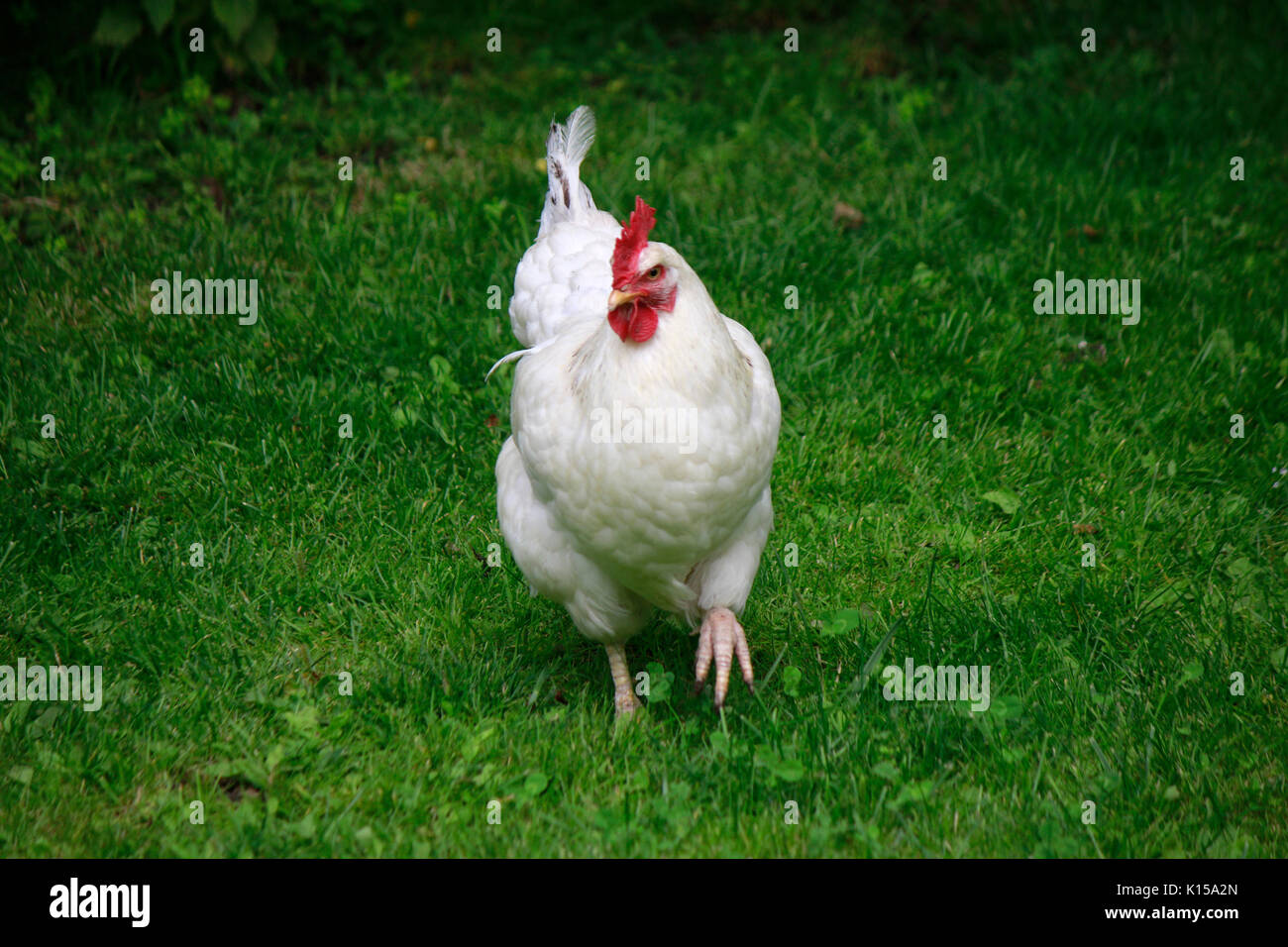 Huhn huehner hi-res stock photography and images - Alamy
