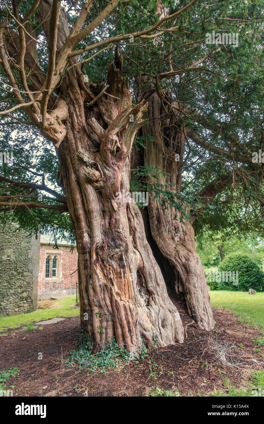 Ancient Yew Tree,All Saints Church,Norman Church,Alton Priors,Devizes ...