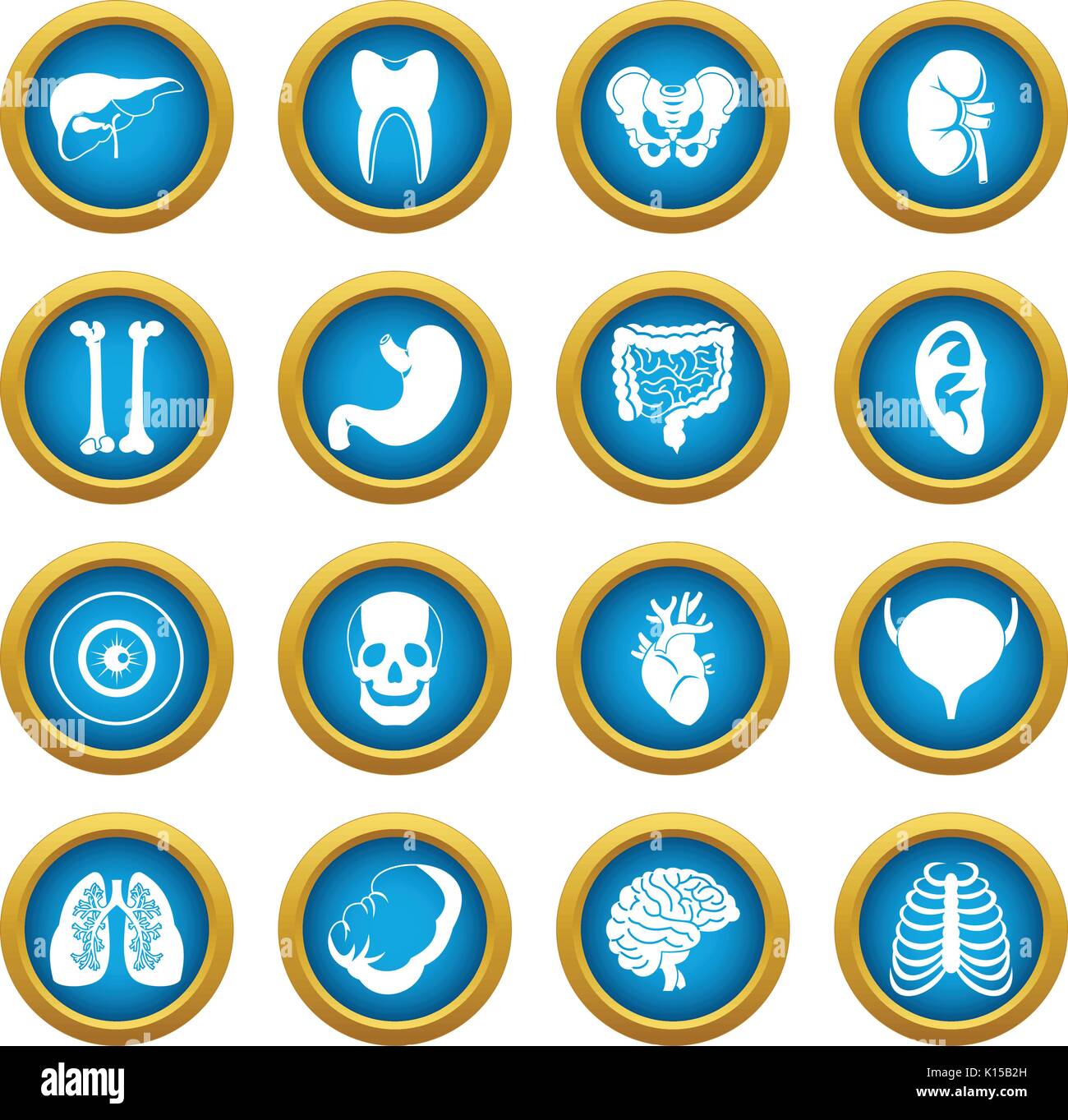 Human organs icons blue circle set Stock Vector Image & Art - Alamy