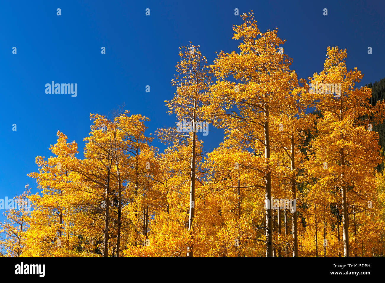 A stand of Aspen trees along Guanella Pass Road display their fall ...