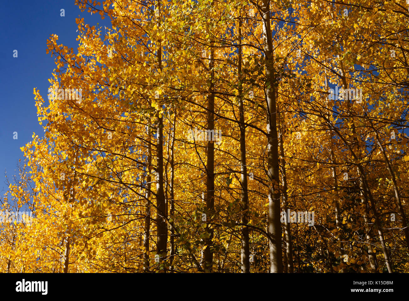 A stand of Aspen trees along Guanella Pass Road produce a fall color ...