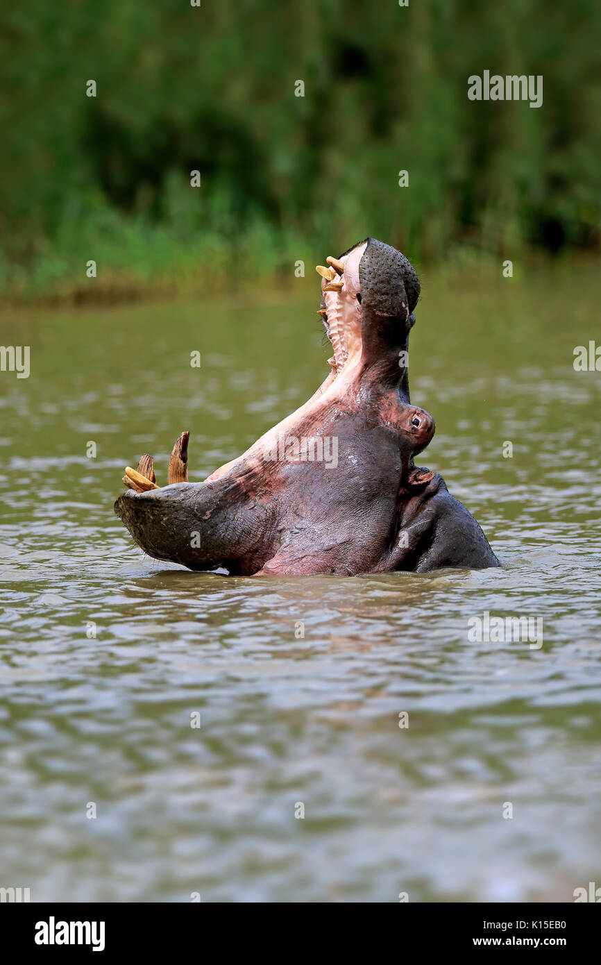 Hippo with head out of water hi-res stock photography and images - Alamy