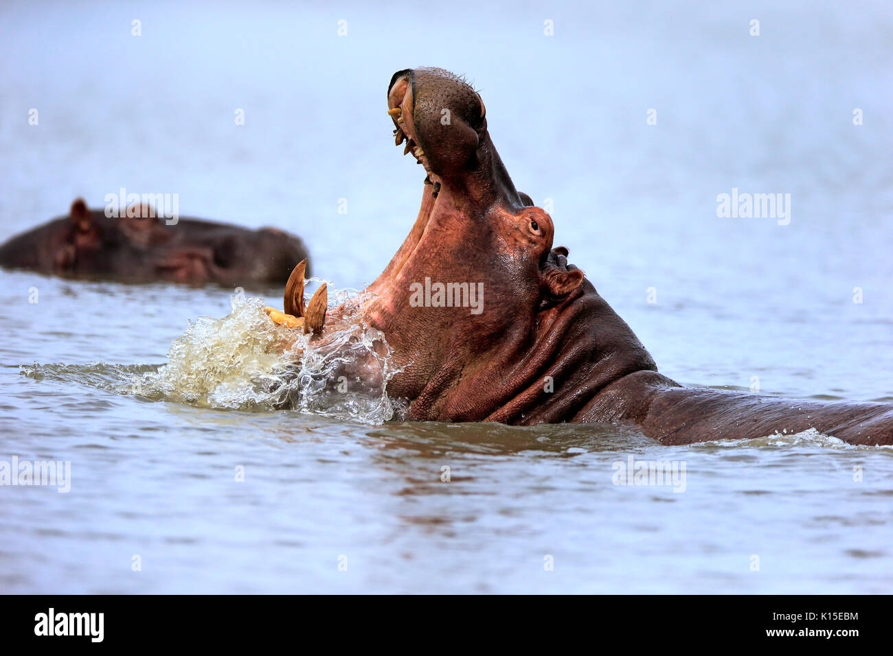Hippo (Hippopatamus amphibius), adult, in water, threatening, yawning ...