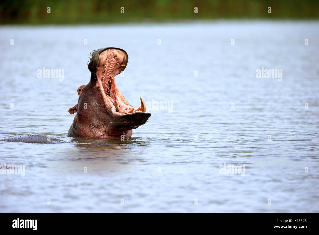 Hippo (Hippopatamus amphibius), adult, in water, threatening, yawning ...
