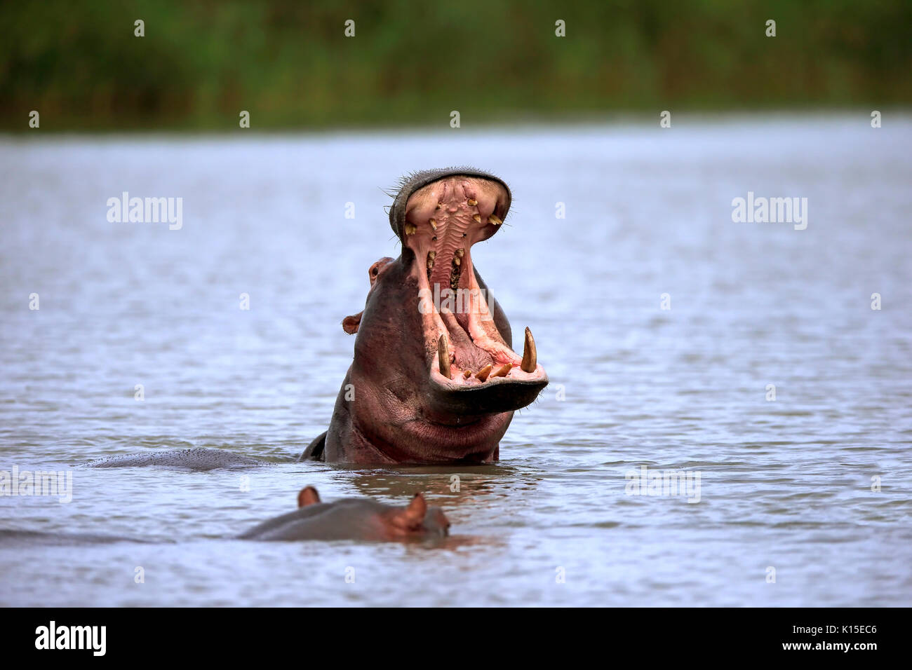 Hippopotamus hippopotamus amphibius adult yawning hi-res stock ...