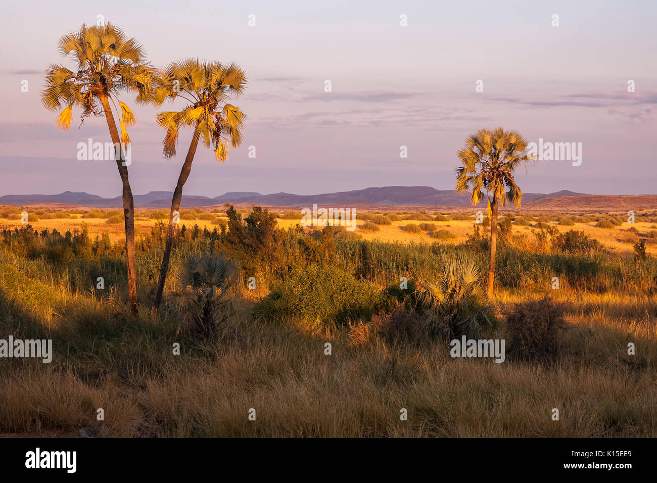 Damaraland, with Makalani palms (Hyphaene petersiana), Damara region ...