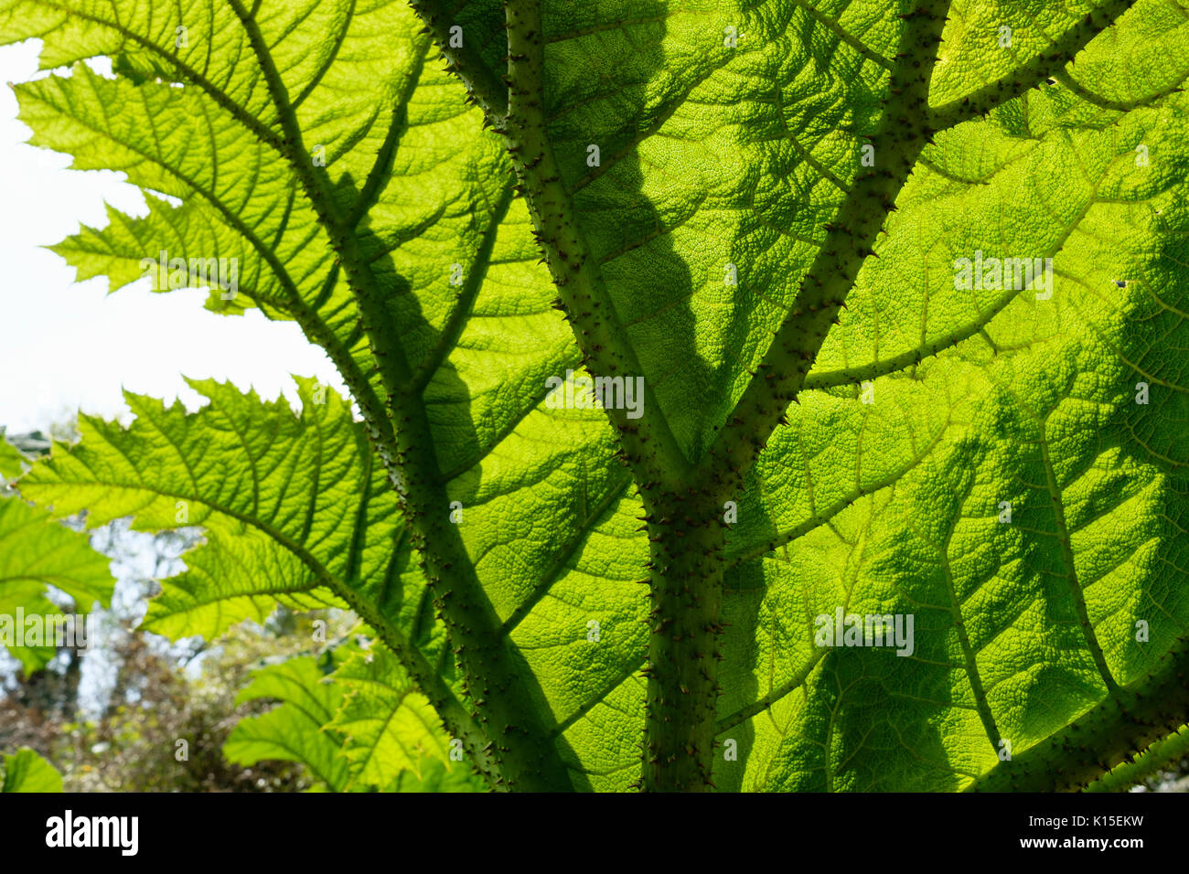 Leaf of Giant rhubarb (Gunnera manicata), The Lost Gardens of Heligan ...