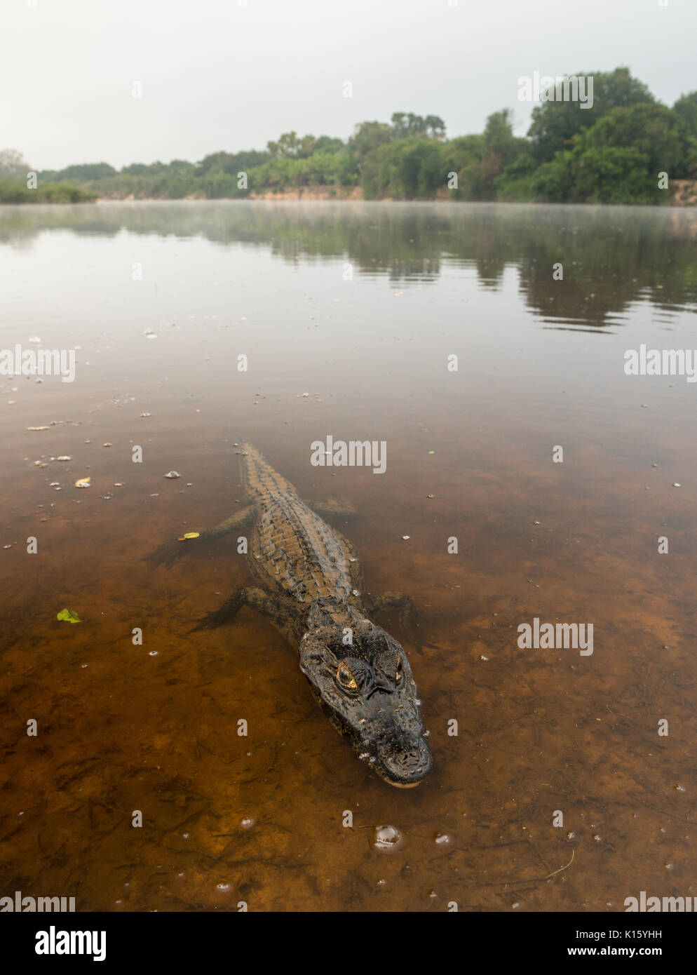 A Pantanal Caiman in a river in South Pantanal Stock Photo - Alamy