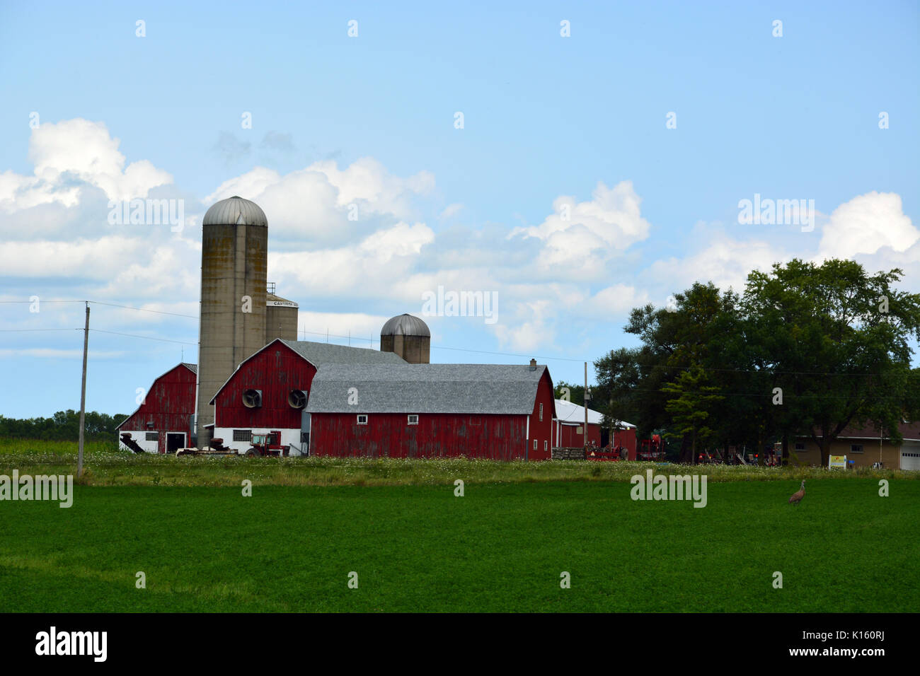Cows and red barn hi-res stock photography and images - Alamy