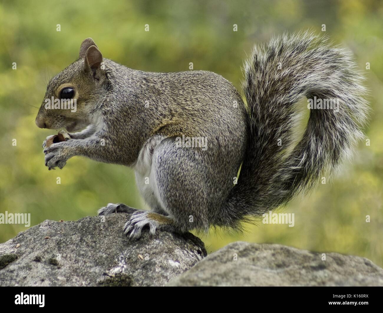 Gray Squirrel Invasive Species High Resolution Stock Photography and ...
