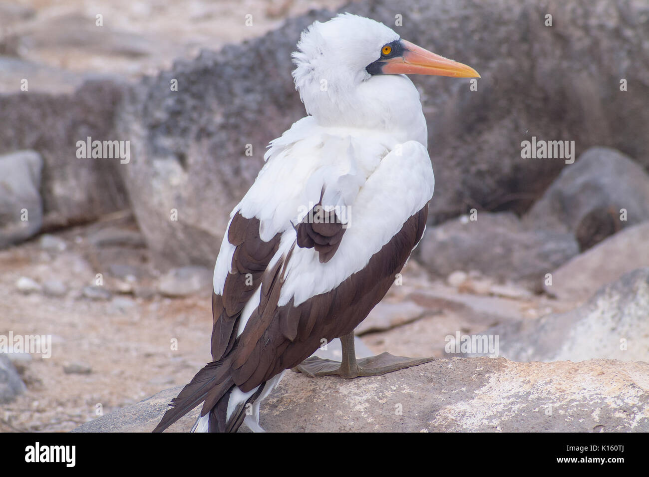 Regal birds hi-res stock photography and images - Alamy