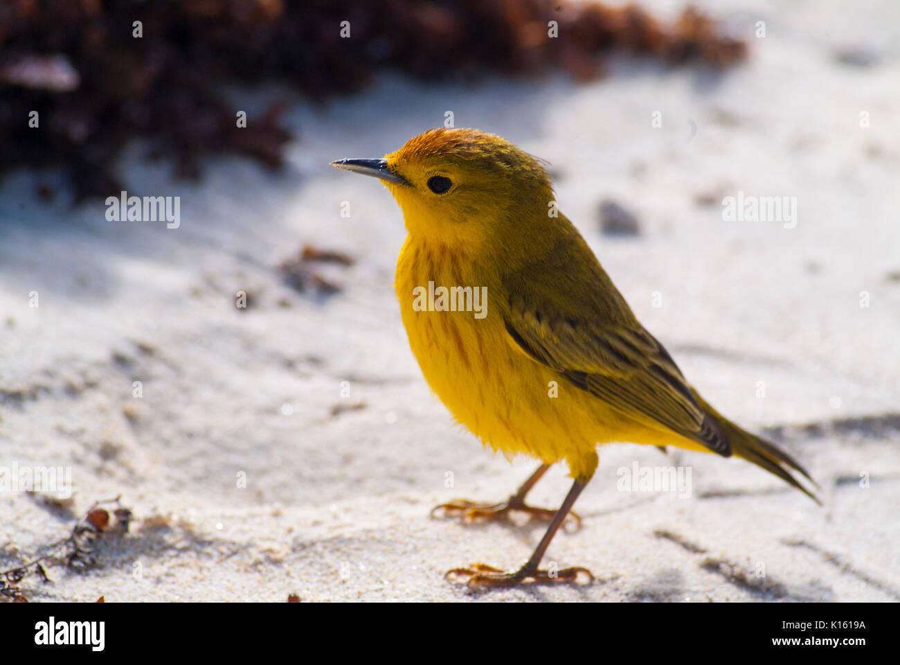 Warbler species hi-res stock photography and images - Alamy