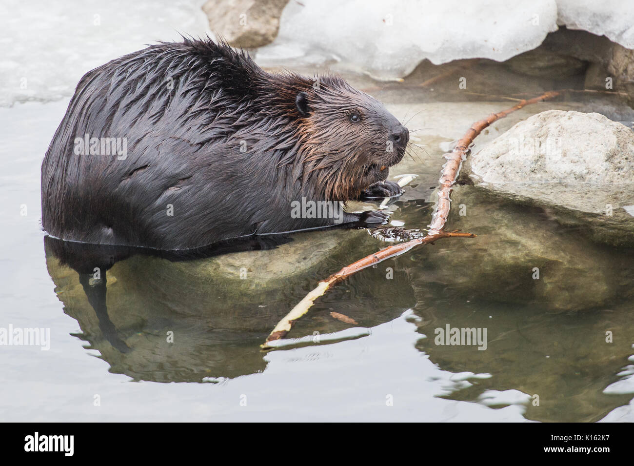 The beaver toronto hi-res stock photography and images - Alamy