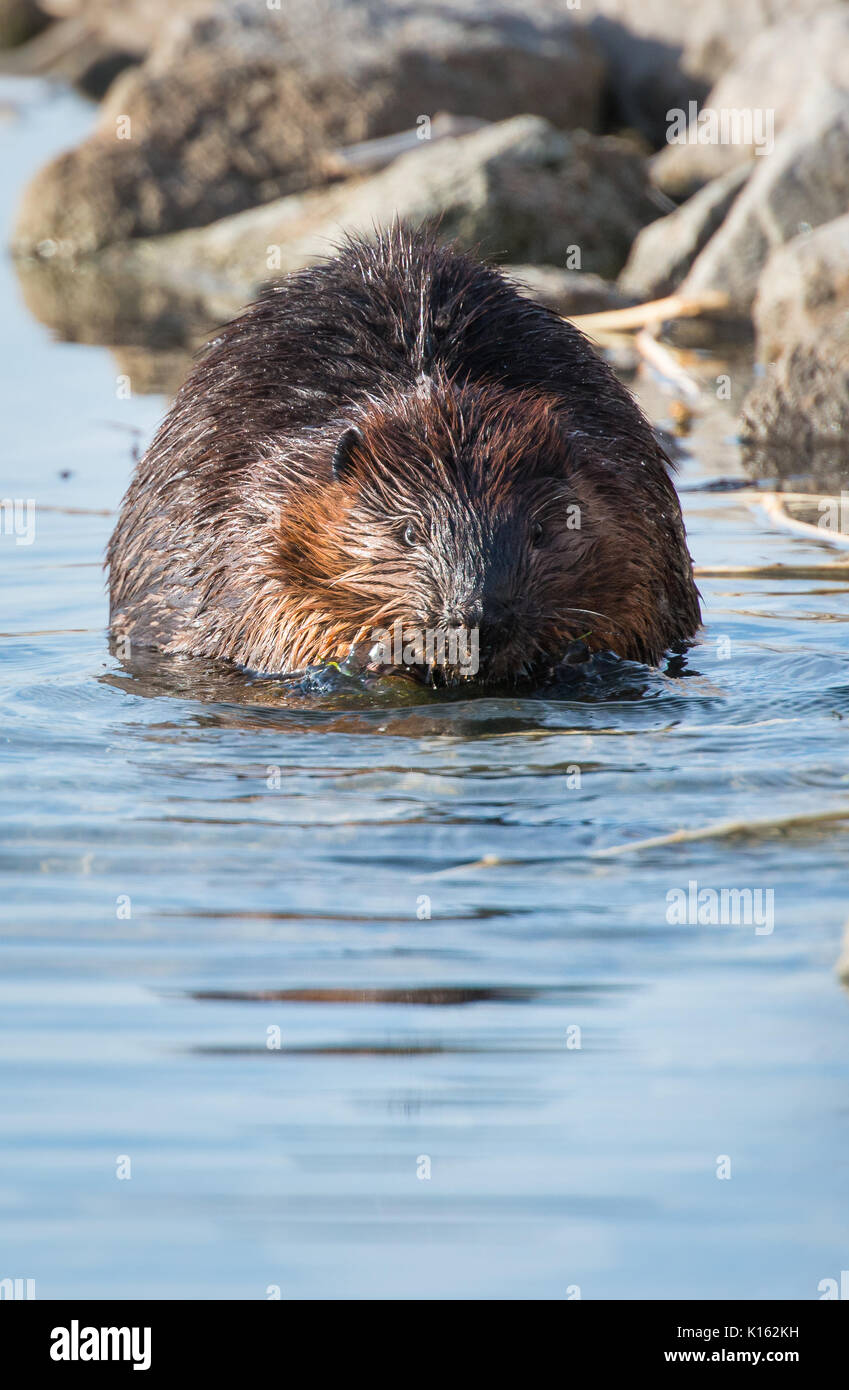 The beaver toronto hi-res stock photography and images - Alamy