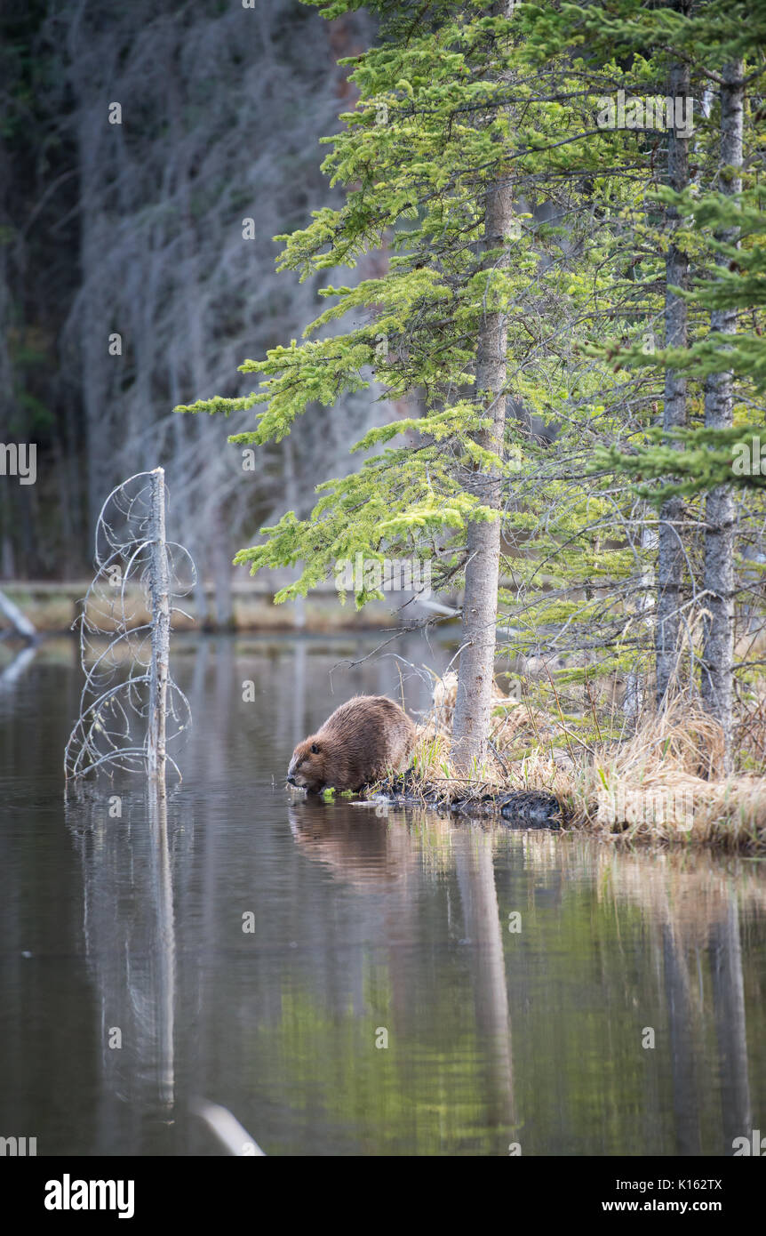 Beaver drinking water hi-res stock photography and images - Alamy