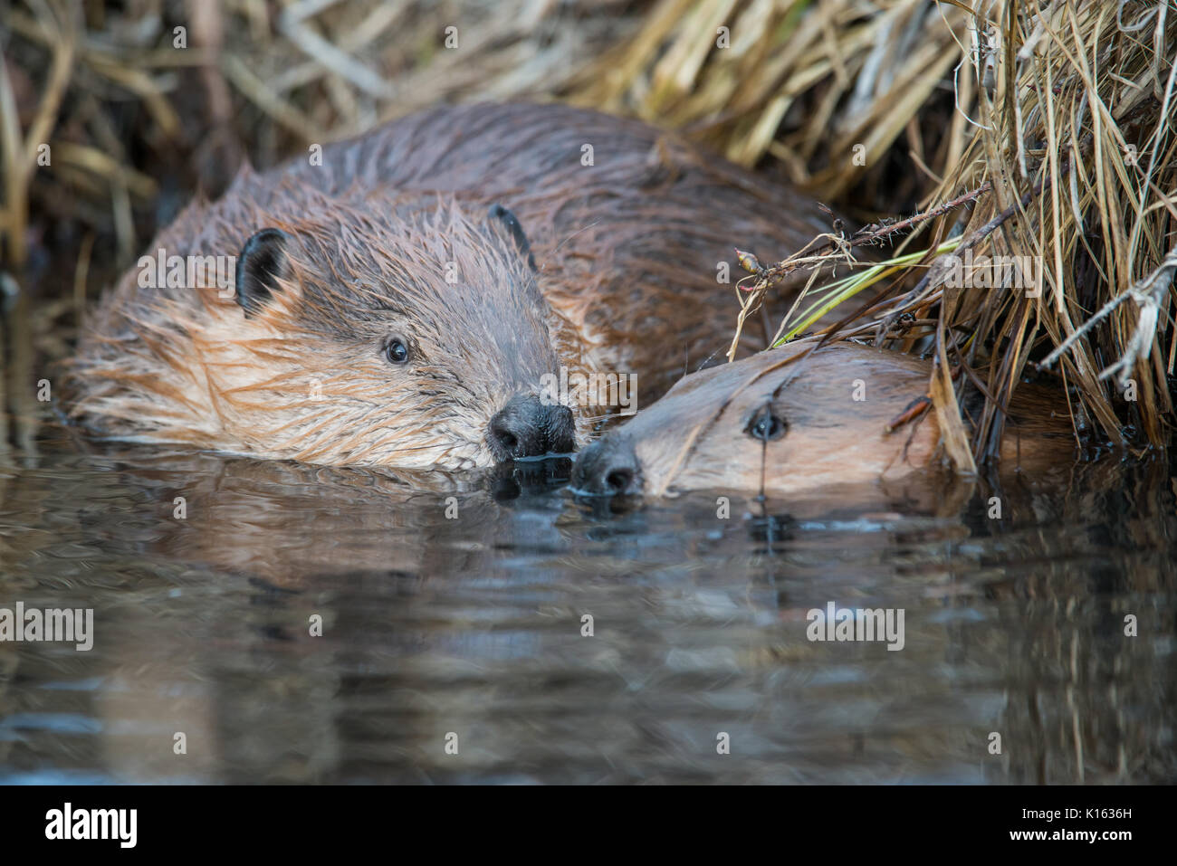 Ghost bear hi-res stock photography and images - Alamy