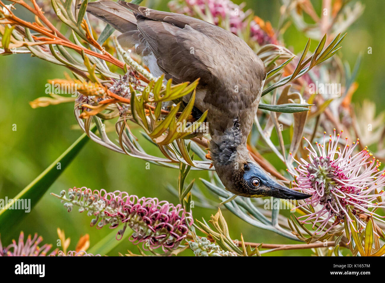 Australian friarbird hi-res stock photography and images - Alamy