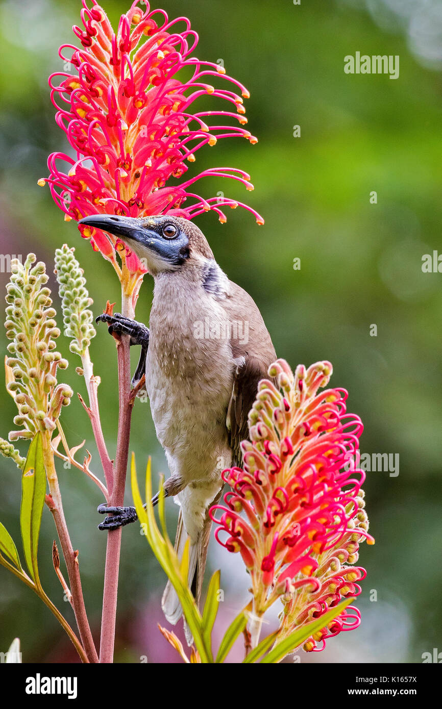 Little friar birds hi-res stock photography and images - Alamy