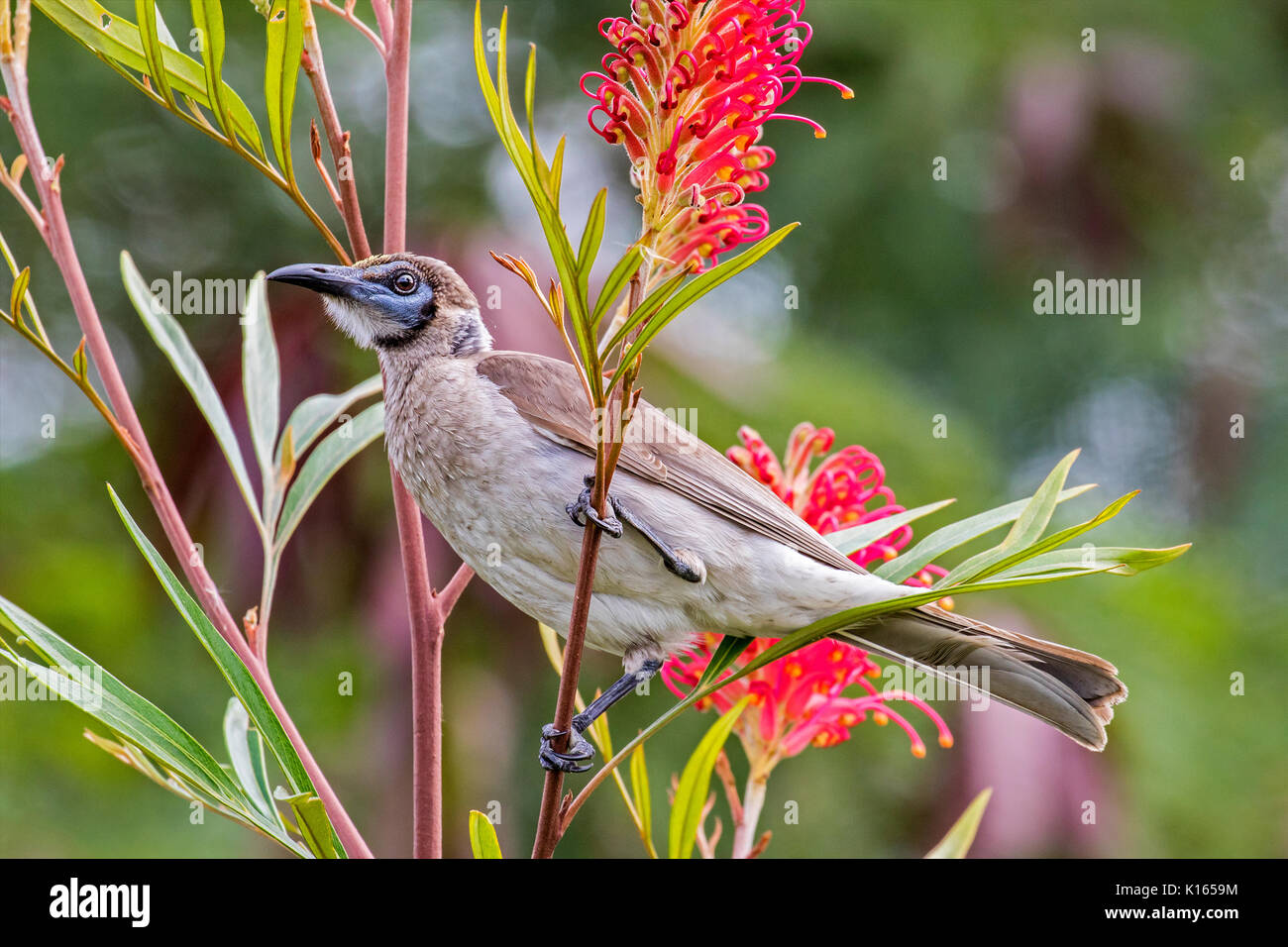 Little friar birds hi-res stock photography and images - Alamy