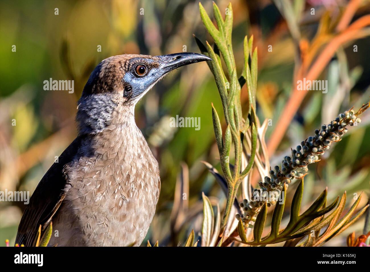 Australian friar bird hi-res stock photography and images - Alamy