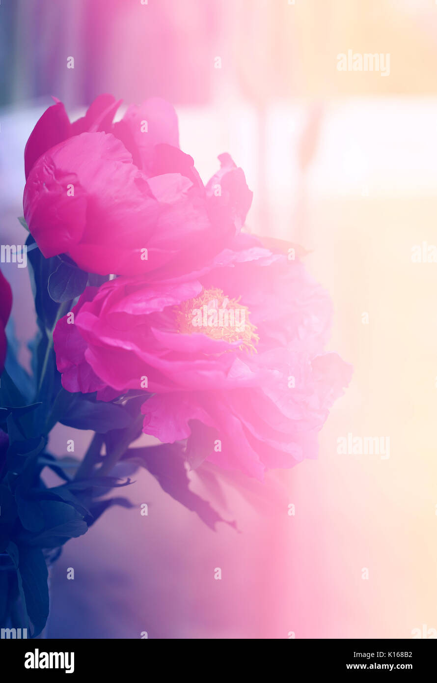 Photo interesting beautiful peonies in a summer park Stock Photo - Alamy