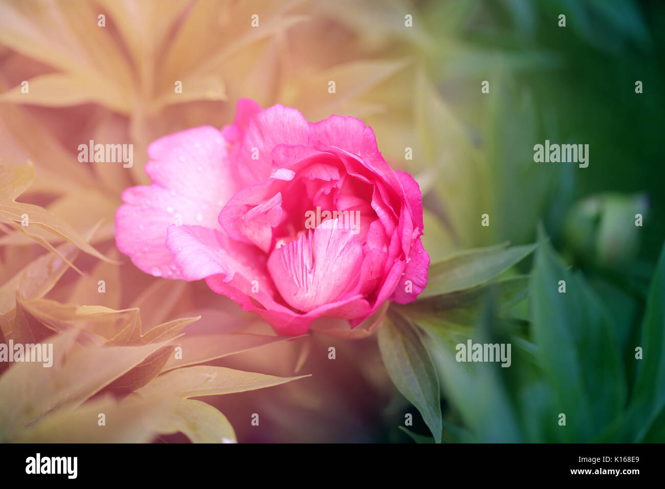 Photo interesting beautiful peonies in a summer park Stock Photo - Alamy