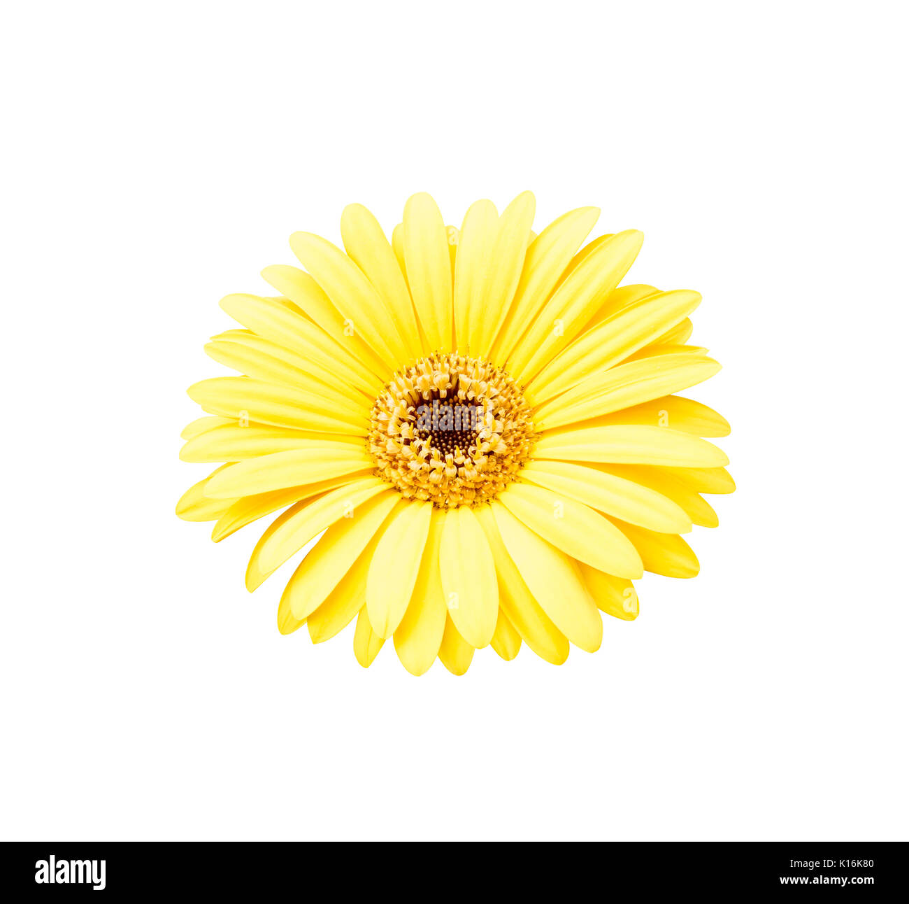 Yellow African daisy isolated on white background Stock Photo - Alamy