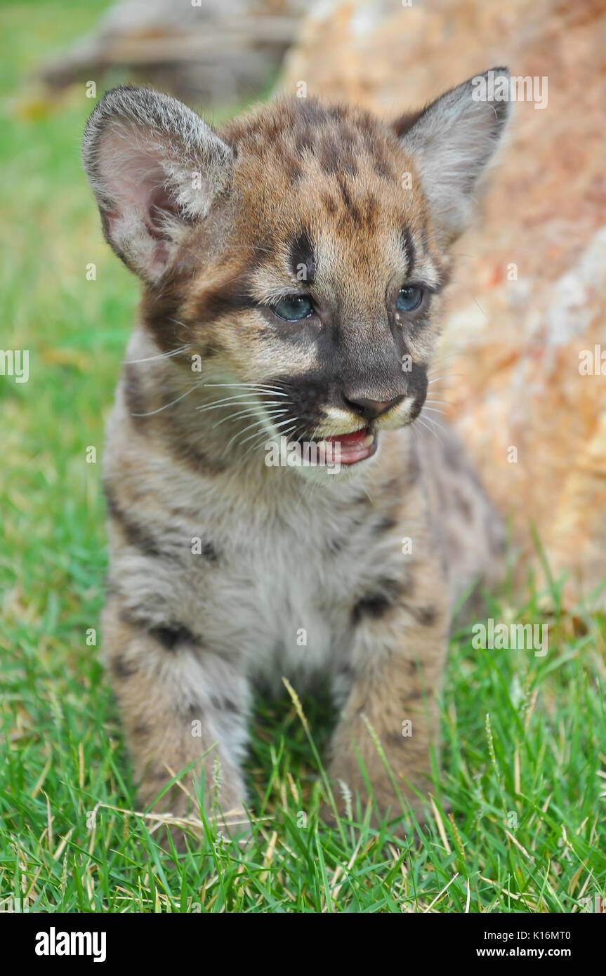 Baby cougars are born after about 91 days of gestation Stock Photo - Alamy