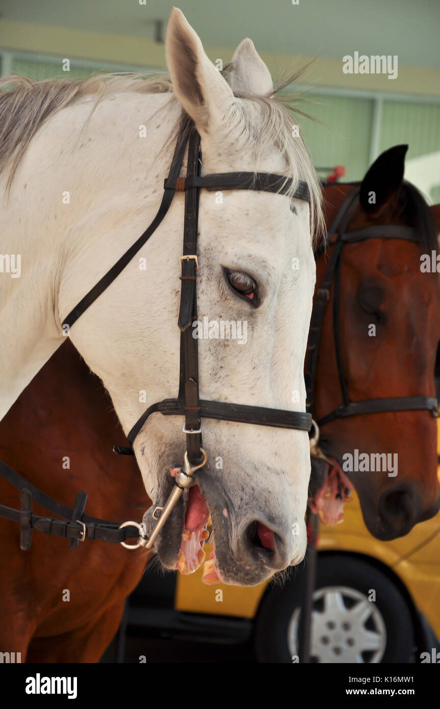 Horses and humans have an ancient relationship Stock Photo - Alamy