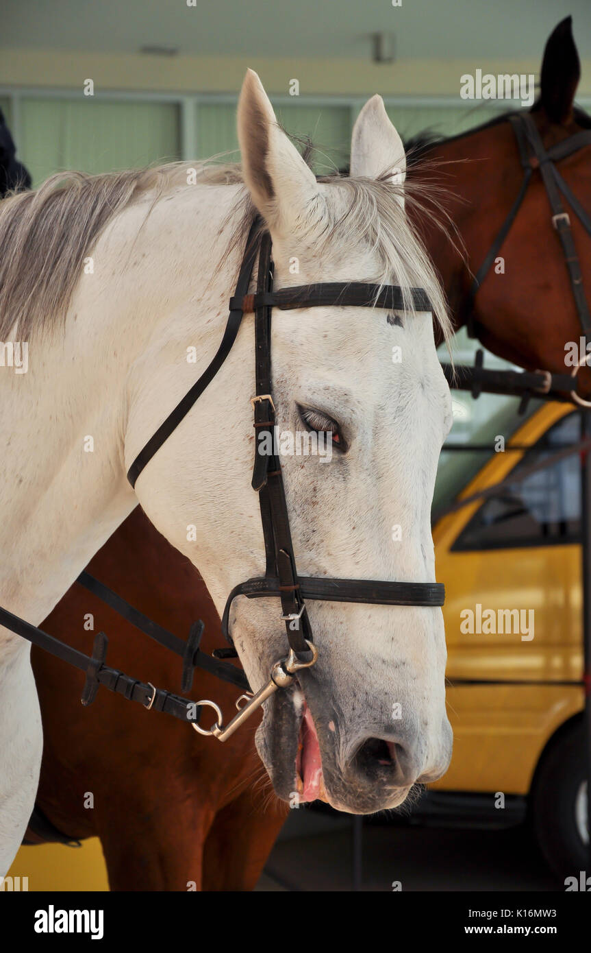 Horses and humans have an ancient relationship Stock Photo - Alamy