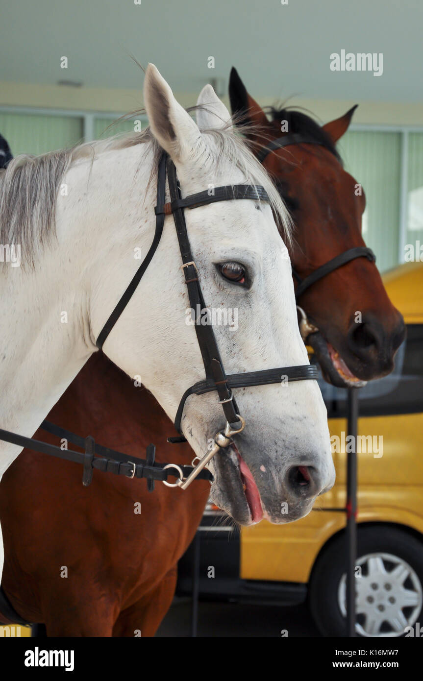 Horses and humans have an ancient relationship Stock Photo - Alamy