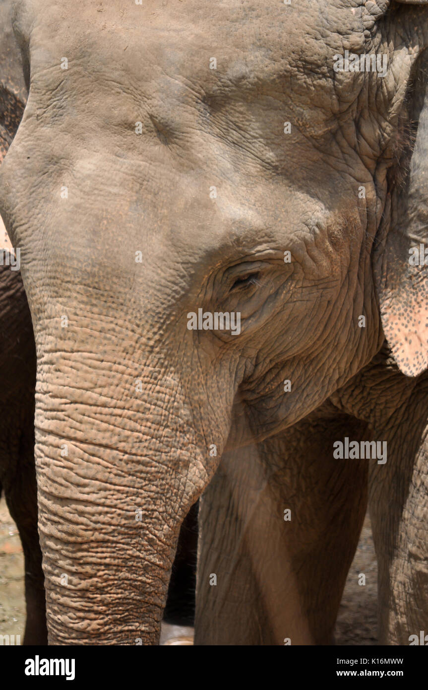 Elephant can exhibit bouts of aggressive behaviour and engage in ...