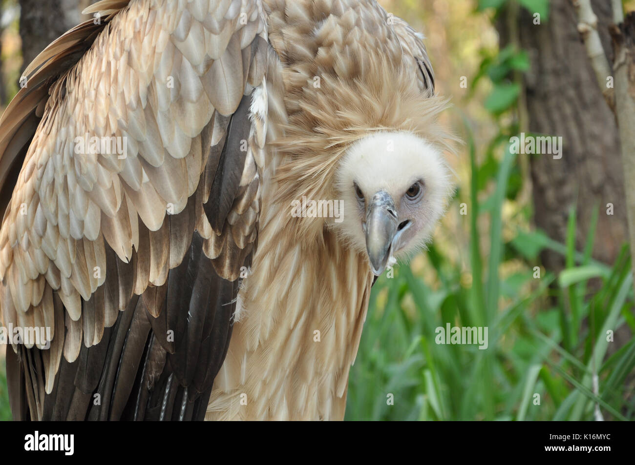 The Himalayan Vulture or Himalayan Griffon Vulture is an Old World ...