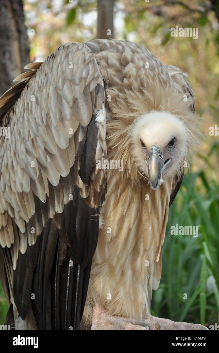 The Himalayan Vulture or Himalayan Griffon Vulture is an Old World ...