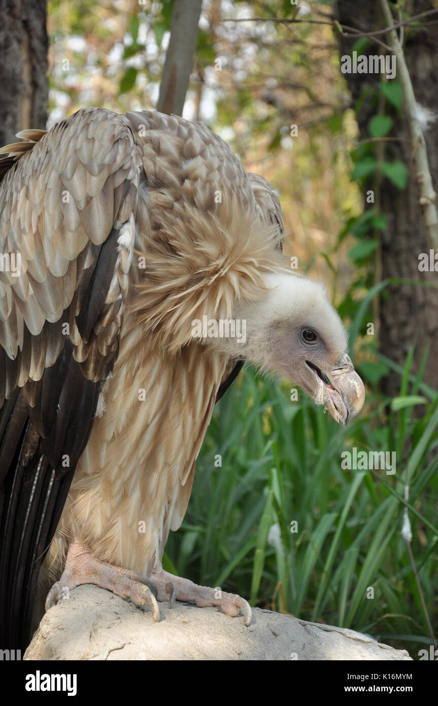 The Himalayan Vulture or Himalayan Griffon Vulture is an Old World ...