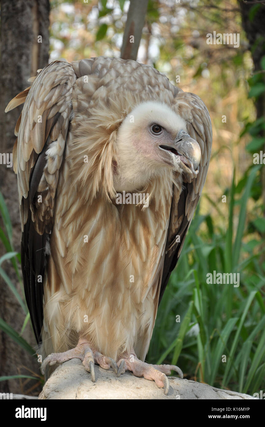 Himalayan Griffon Vulture