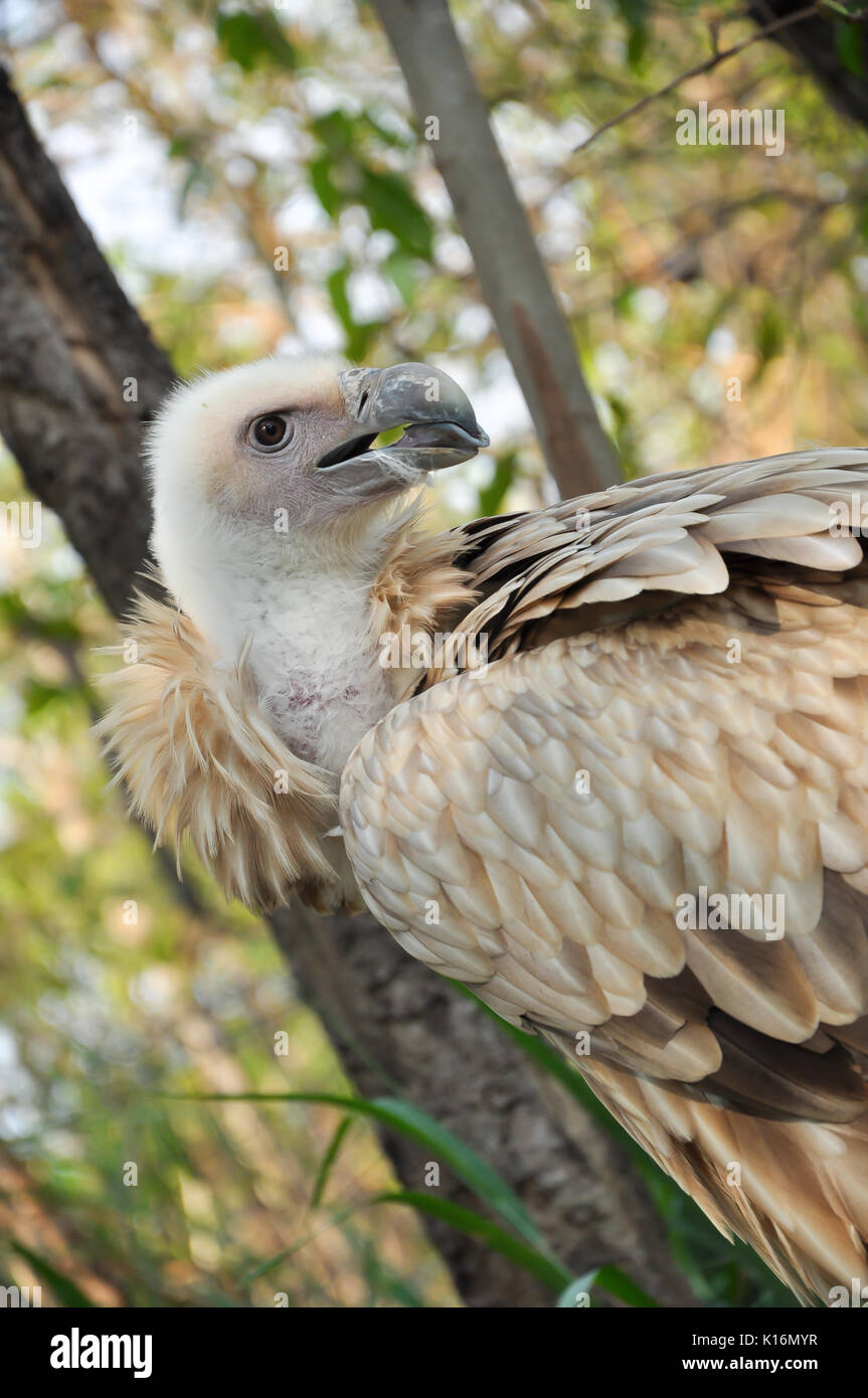 The Himalayan Vulture or Himalayan Griffon Vulture is an Old World ...