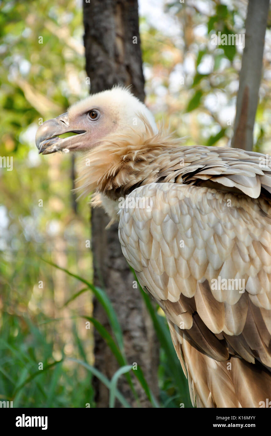 The Himalayan Vulture or Himalayan Griffon Vulture is an Old World ...