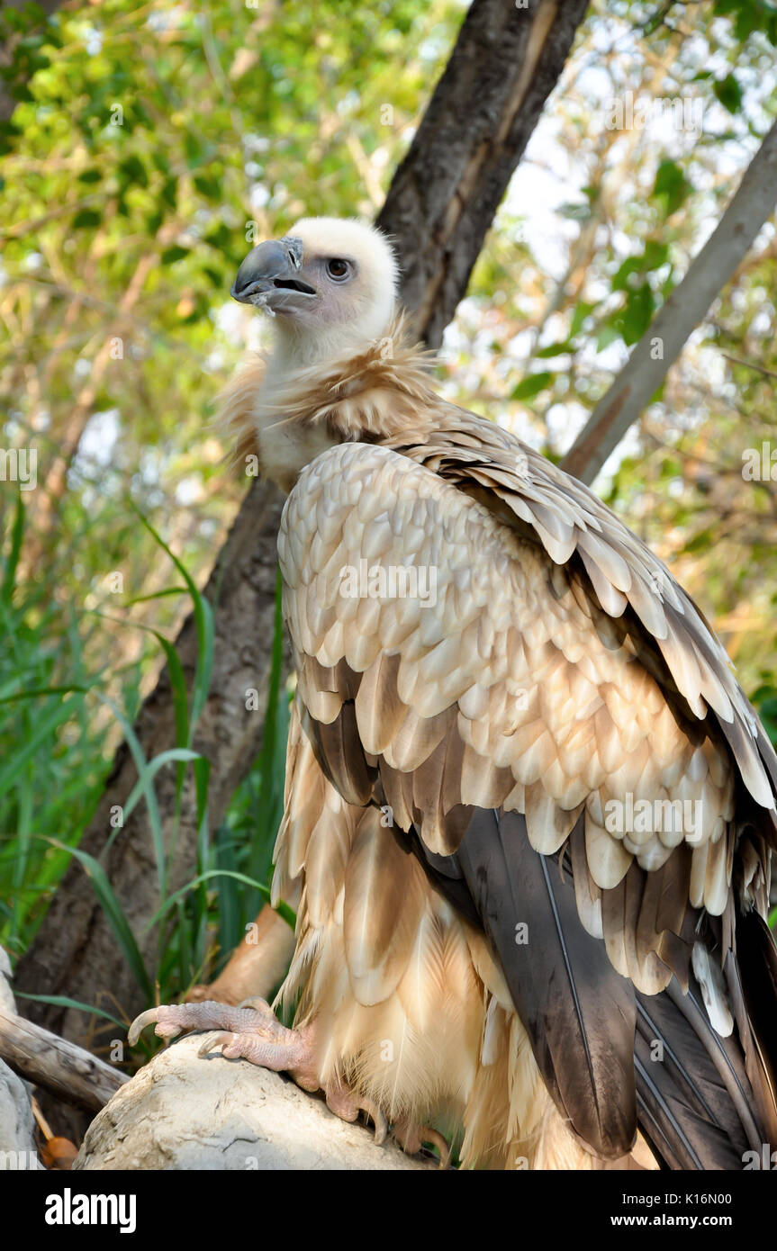 The Himalayan Vulture or Himalayan Griffon Vulture is an Old World ...
