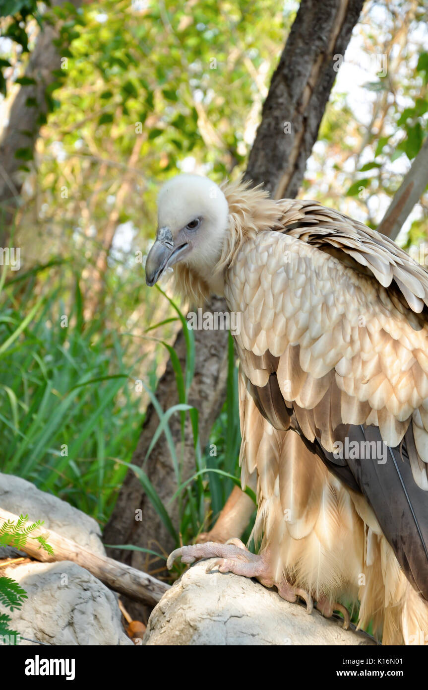 The Himalayan Vulture or Himalayan Griffon Vulture is an Old World ...