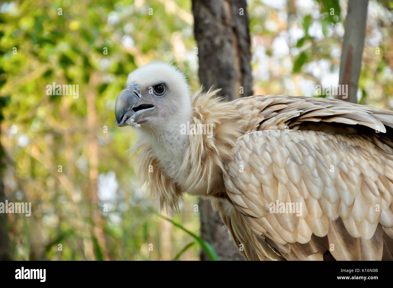 The Himalayan Vulture or Himalayan Griffon Vulture is an Old World ...