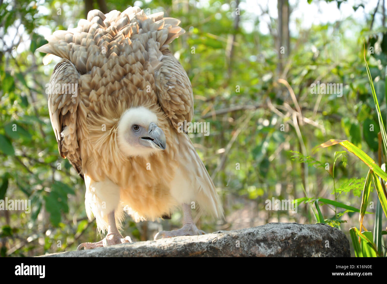 The Himalayan Vulture or Himalayan Griffon Vulture is an Old World ...