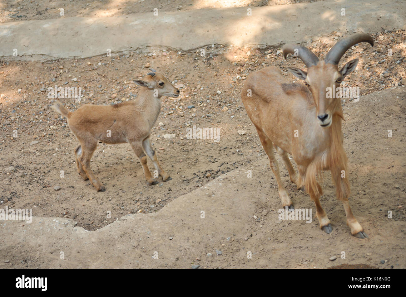 The Barbary sheep is a species of caprid native to rocky mountains in ...