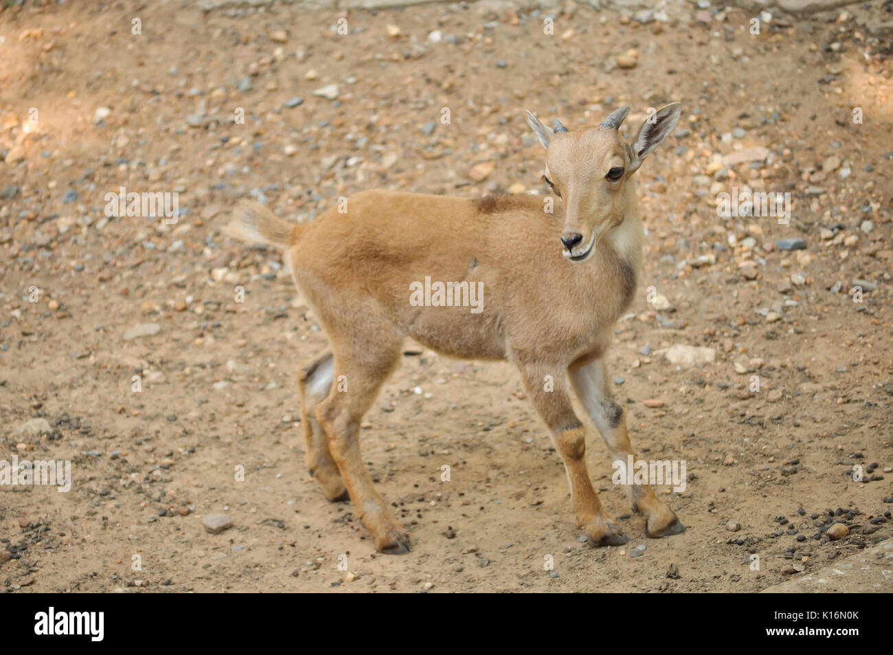 The Barbary sheep is a species of caprid native to rocky mountains in ...