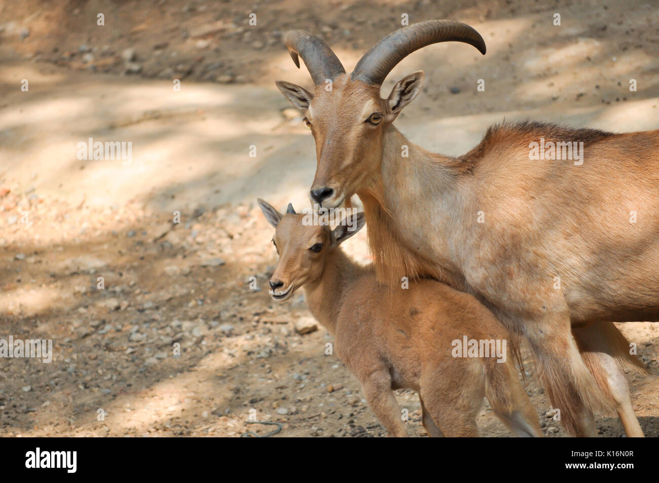 The Barbary sheep is a species of caprid native to rocky mountains in ...