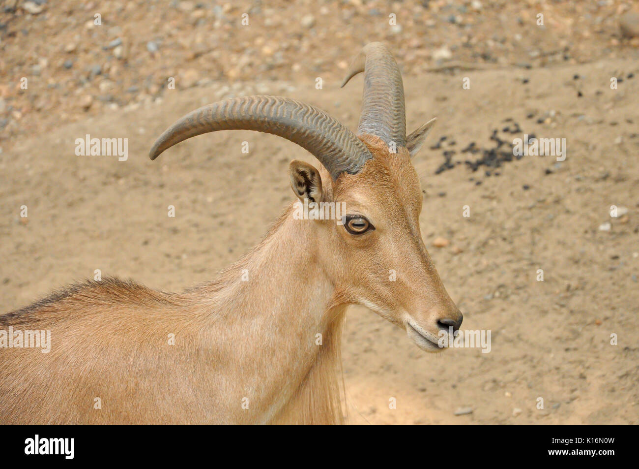 The Barbary sheep is a species of caprid native to rocky mountains in ...
